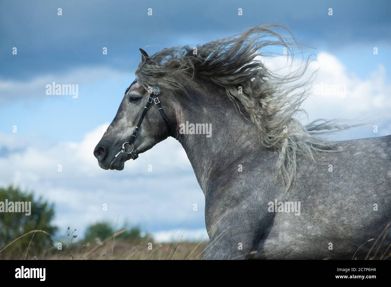 Stallone di razza andalusa immagini e fotografie stock ad alta ...
