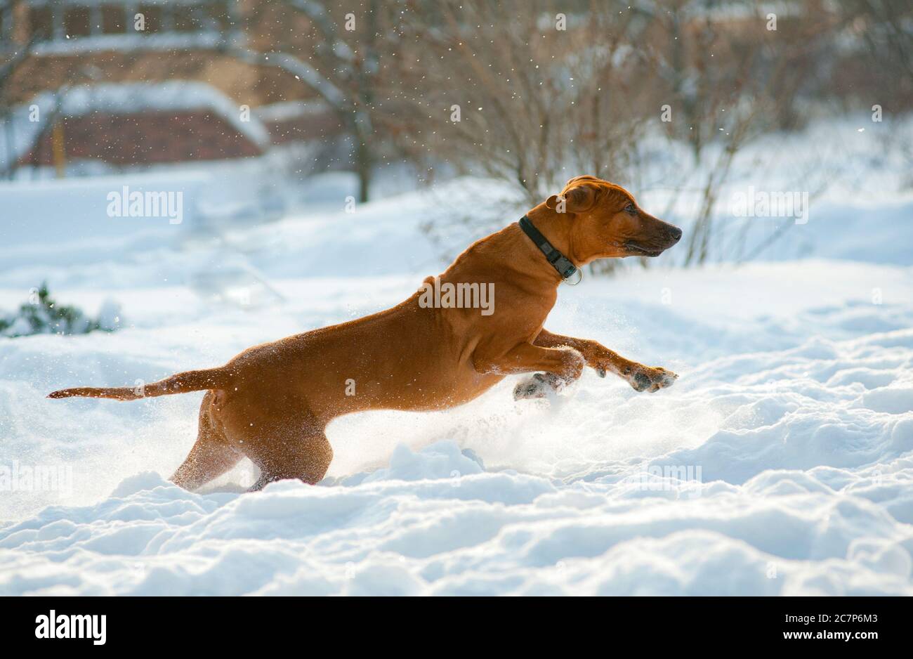 Rhodesian ridgeback immagini e fotografie stock ad alta risoluzione - Alamy