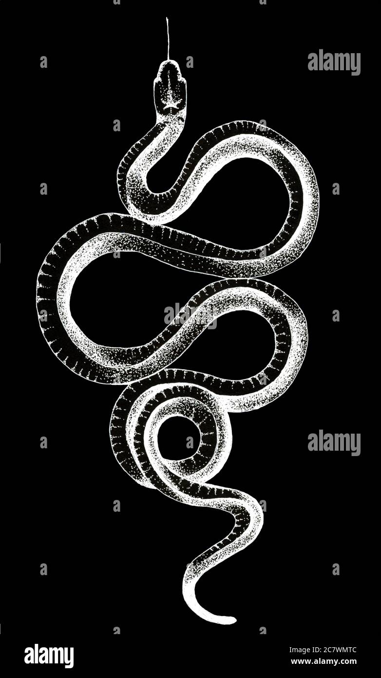 Disegno serpente morto immagini e fotografie stock ad alta risoluzione ...