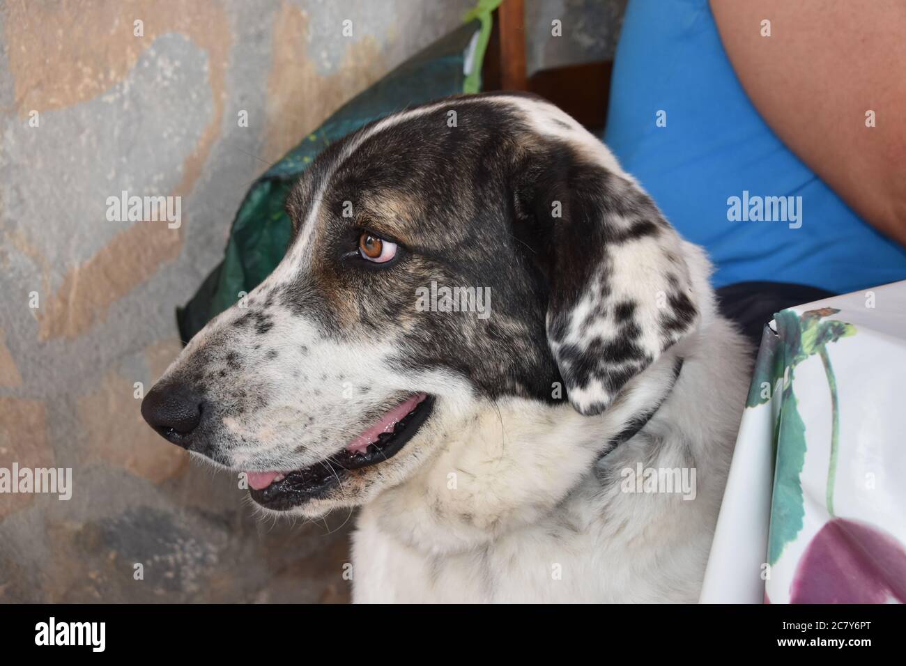 Occhi Di Cane Luminosi