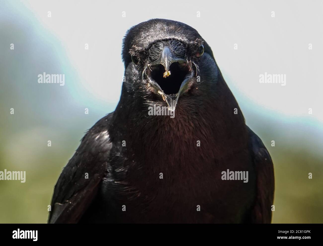 Corvo con la bocca aperta immagini e fotografie stock ad alta ...