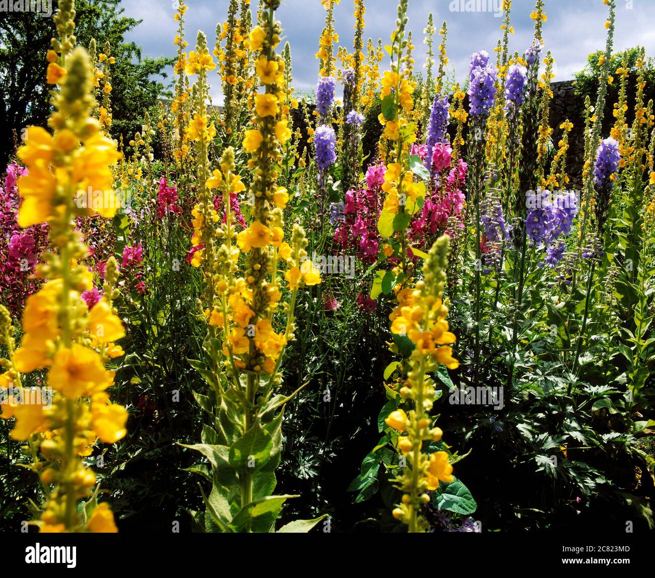 Piante erbacee immagini e fotografie stock ad alta risoluzione - Alamy