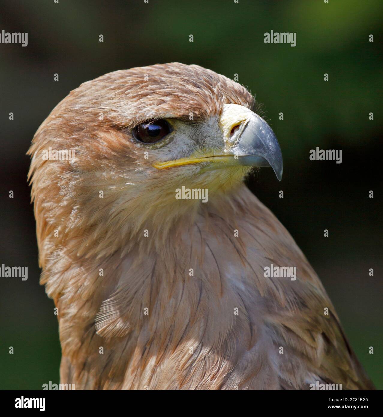 Aquila africana immagini e fotografie stock ad alta risoluzione - Alamy