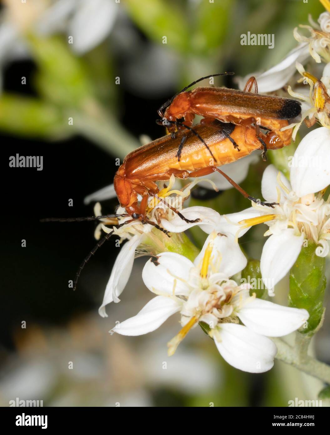 Coppia di comuni coleotteri soldato rosso accoppiamento immagini e ...