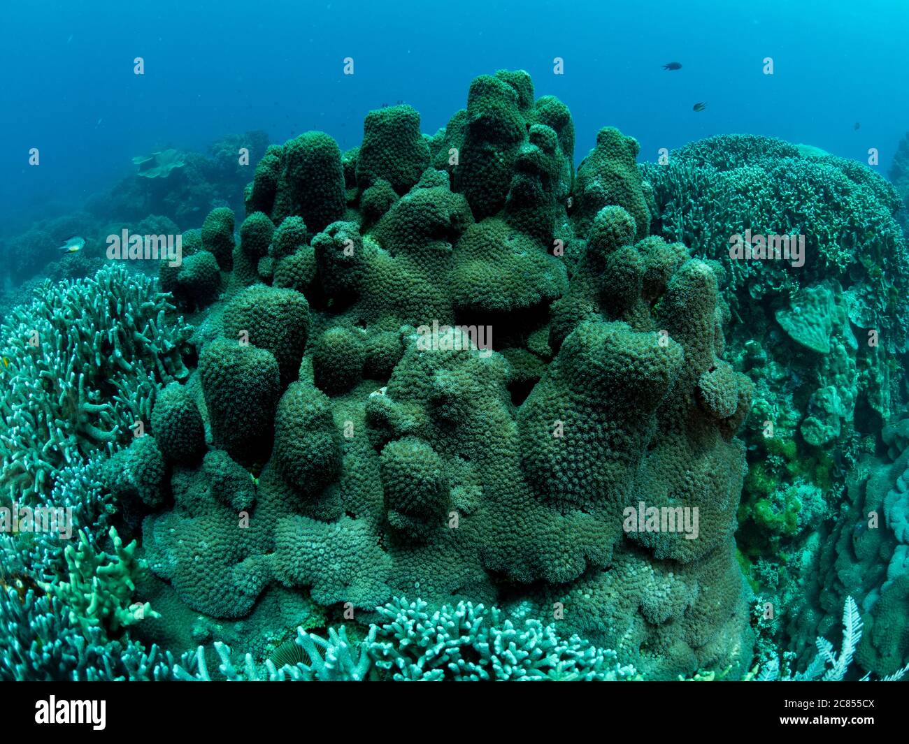 Abissi marini immagini e fotografie stock ad alta risoluzione - Alamy