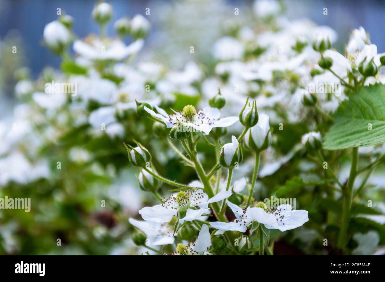 Cespugli di rovi immagini e fotografie stock ad alta risoluzione - Alamy