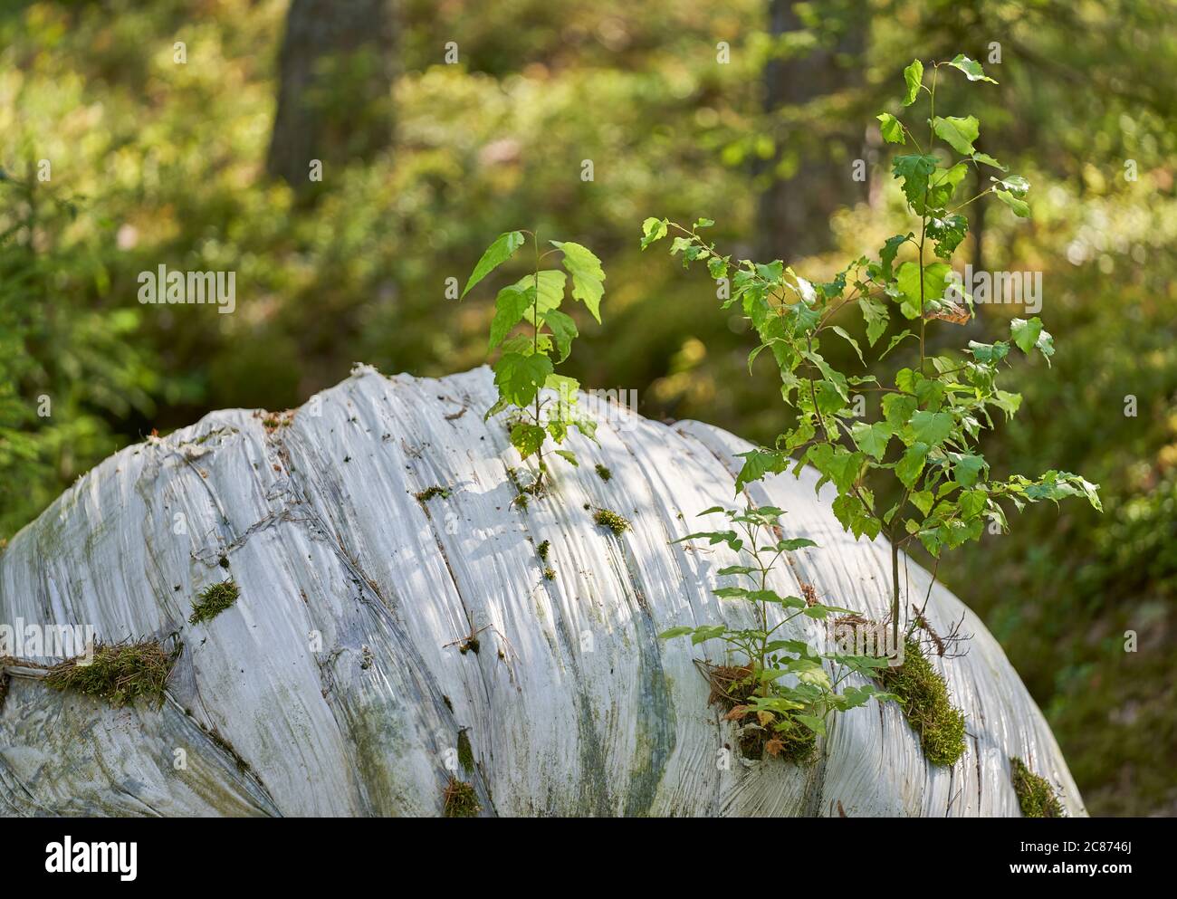 Betulla giovane immagini e fotografie stock ad alta risoluzione - Alamy