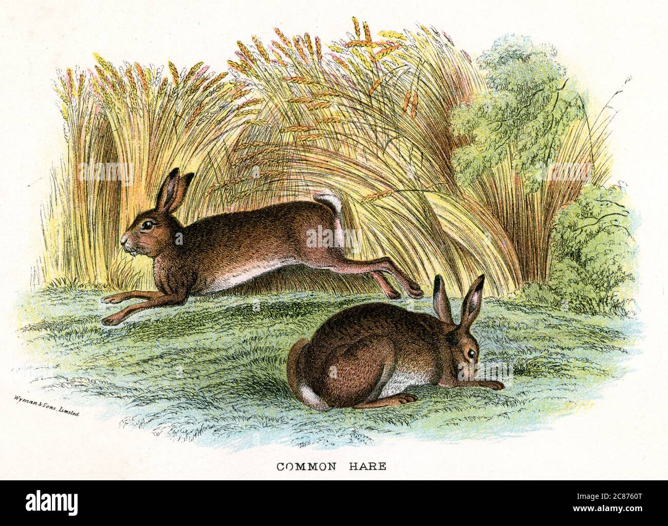 Lepre comune immagini e fotografie stock ad alta risoluzione - Alamy