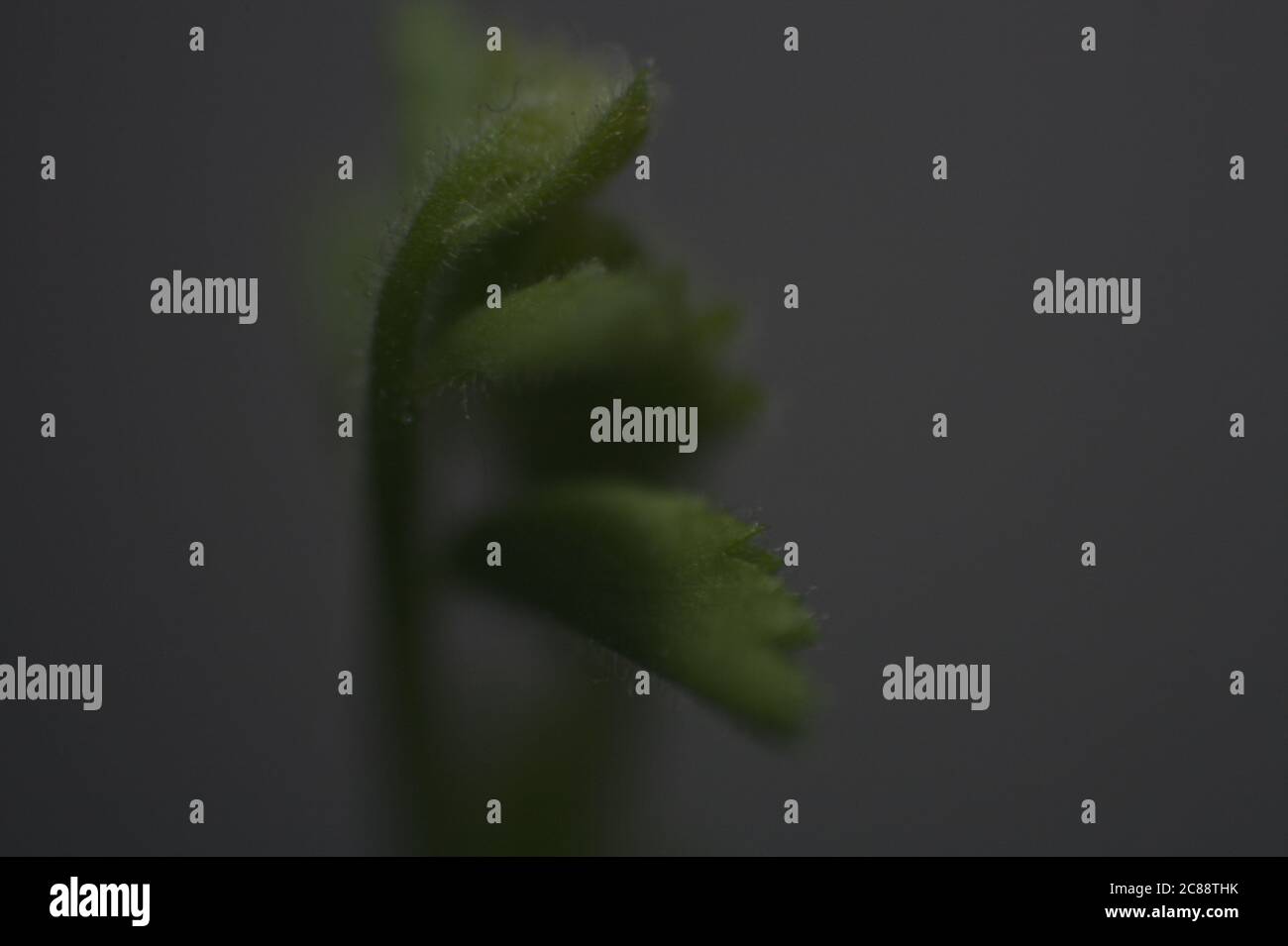 Pianta di ceci immagini e fotografie stock ad alta risoluzione - Alamy
