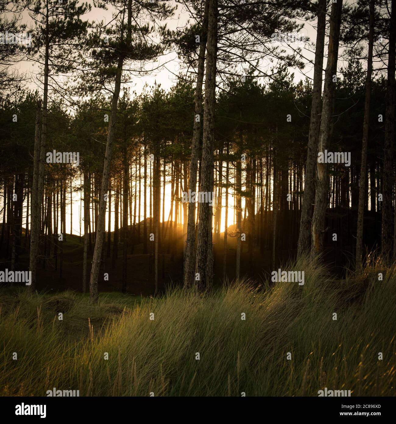 Spiaggia di pinete immagini e fotografie stock ad alta risoluzione - Alamy