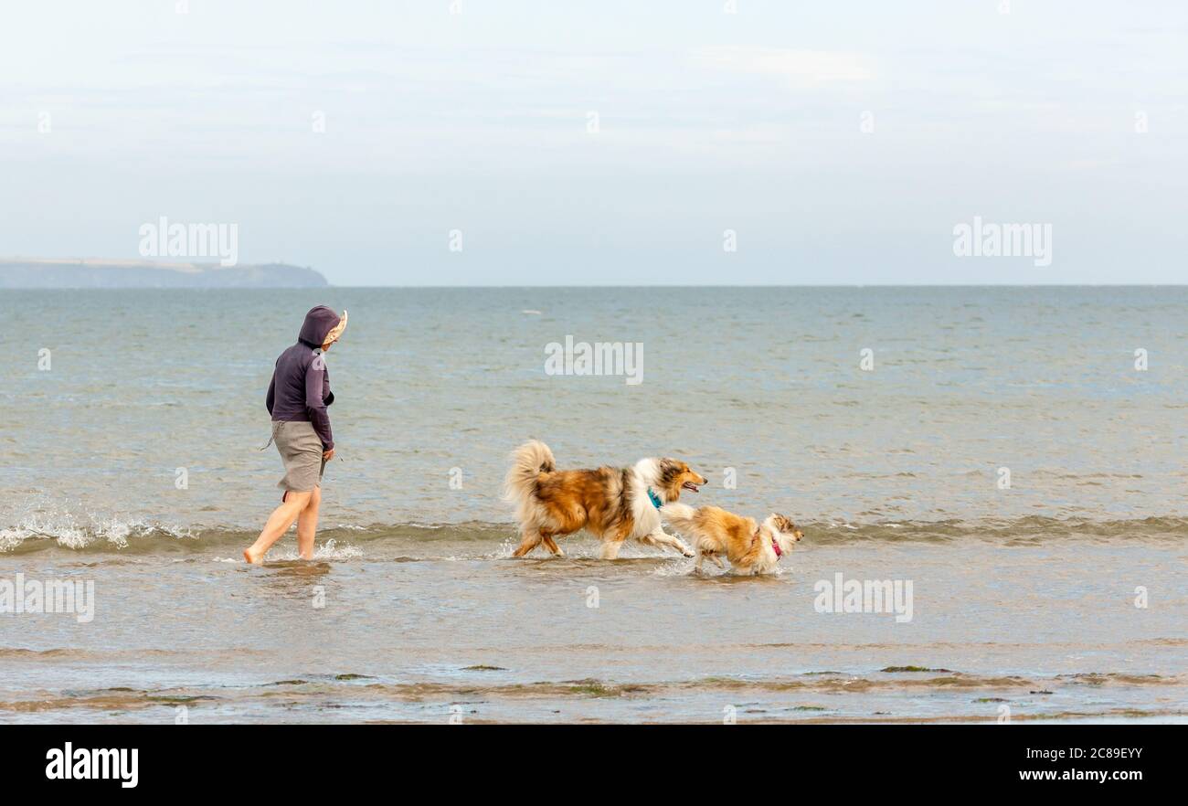 Barney the dog immagini e fotografie stock ad alta risoluzione - Alamy