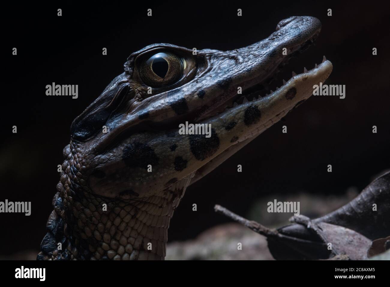 Un caimano nero (Melanosuchus niger) dall'Amazzonia peruviana Foto ...