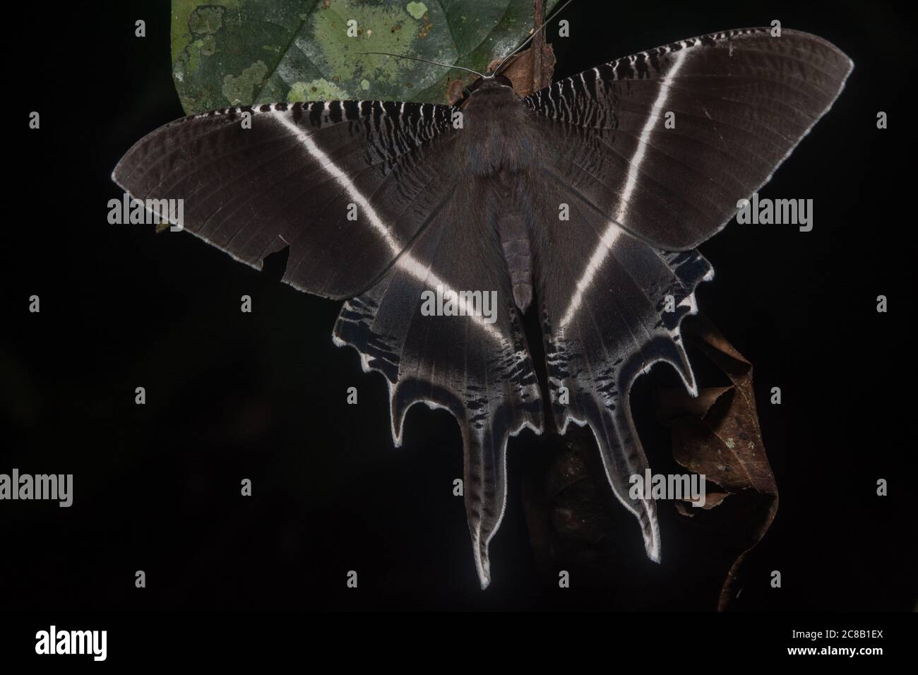 Lyssa moth immagini e fotografie stock ad alta risoluzione - Alamy