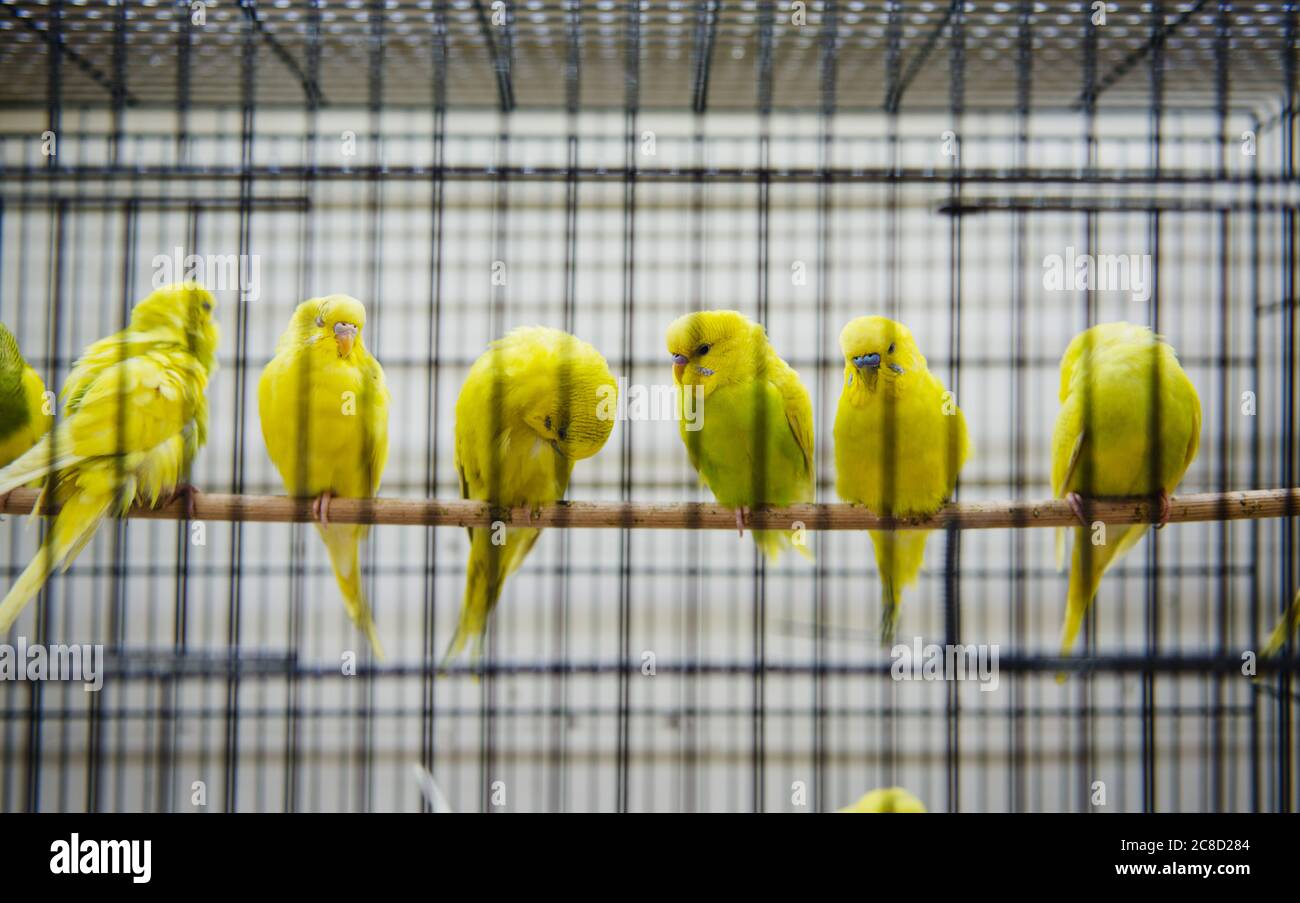 Pappagalli colorati uccelli tropicali immagini e fotografie stock ad ...