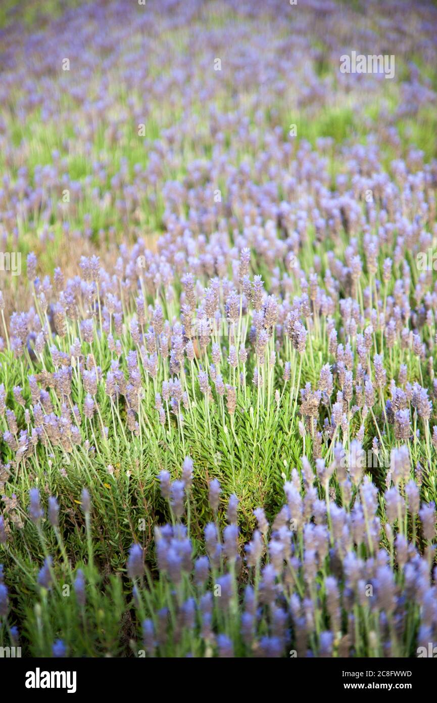 Brughiera di erica viola immagini e fotografie stock ad alta ...