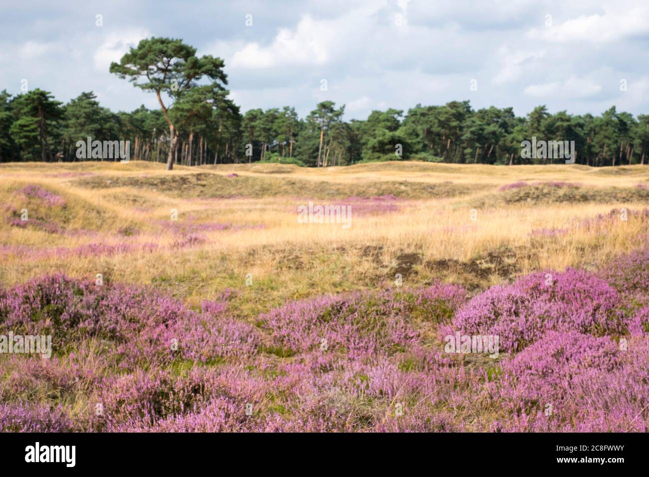 Brughiera di erica viola immagini e fotografie stock ad alta ...