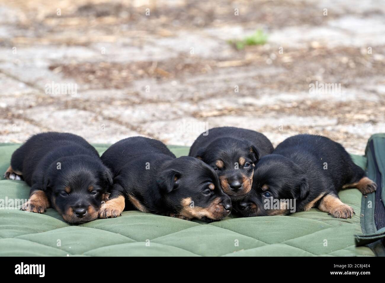 Cuccioli Appena Nati Cane Immagini e Fotos Stock - Alamy