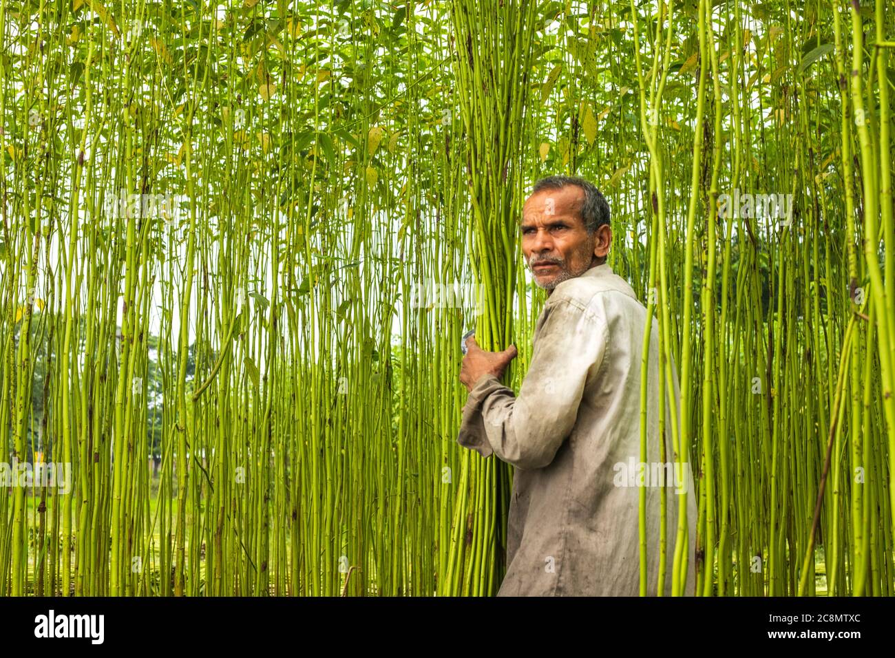 Campi di iuta immagini e fotografie stock ad alta risoluzione - Alamy