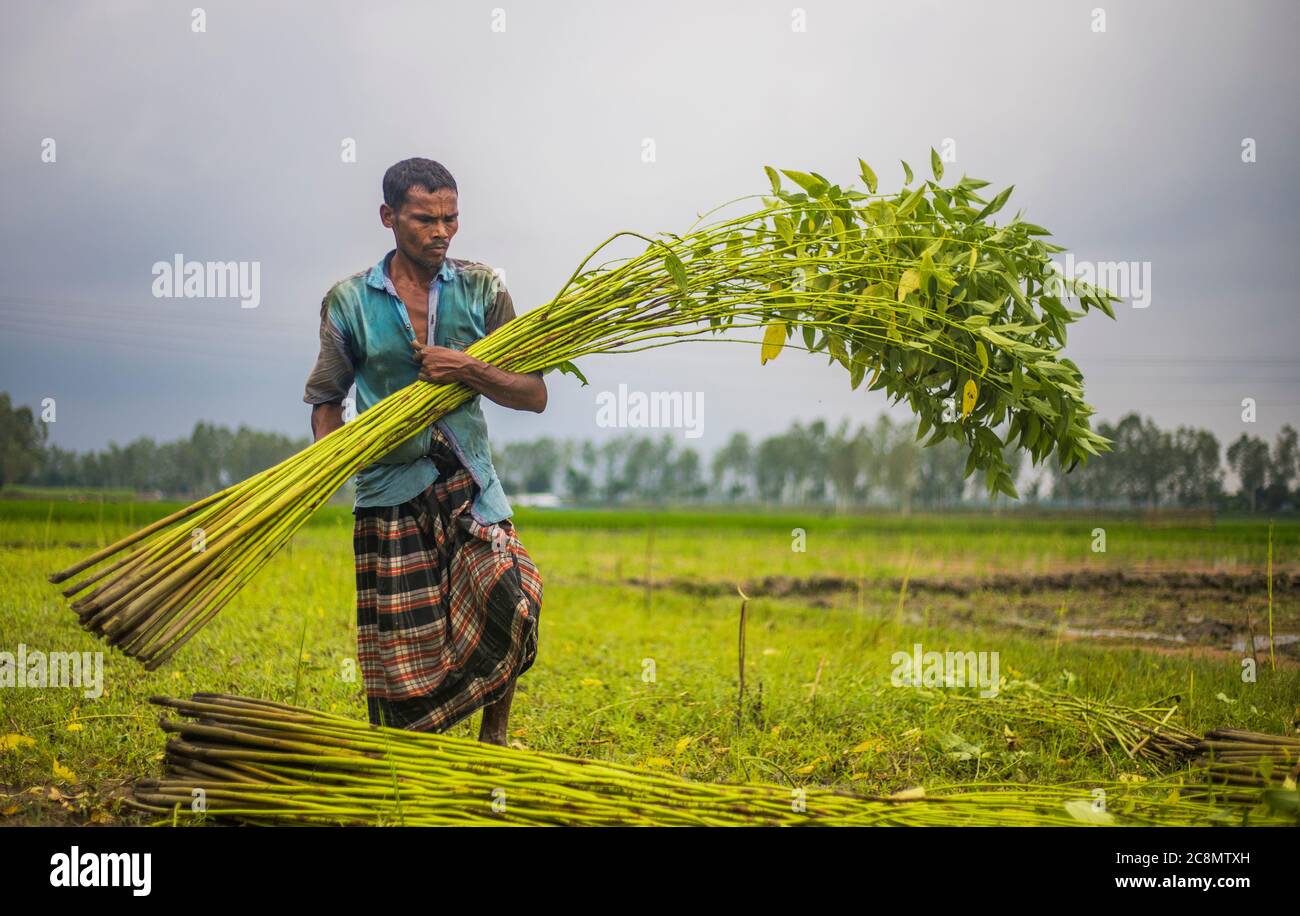 Campi di iuta immagini e fotografie stock ad alta risoluzione - Alamy