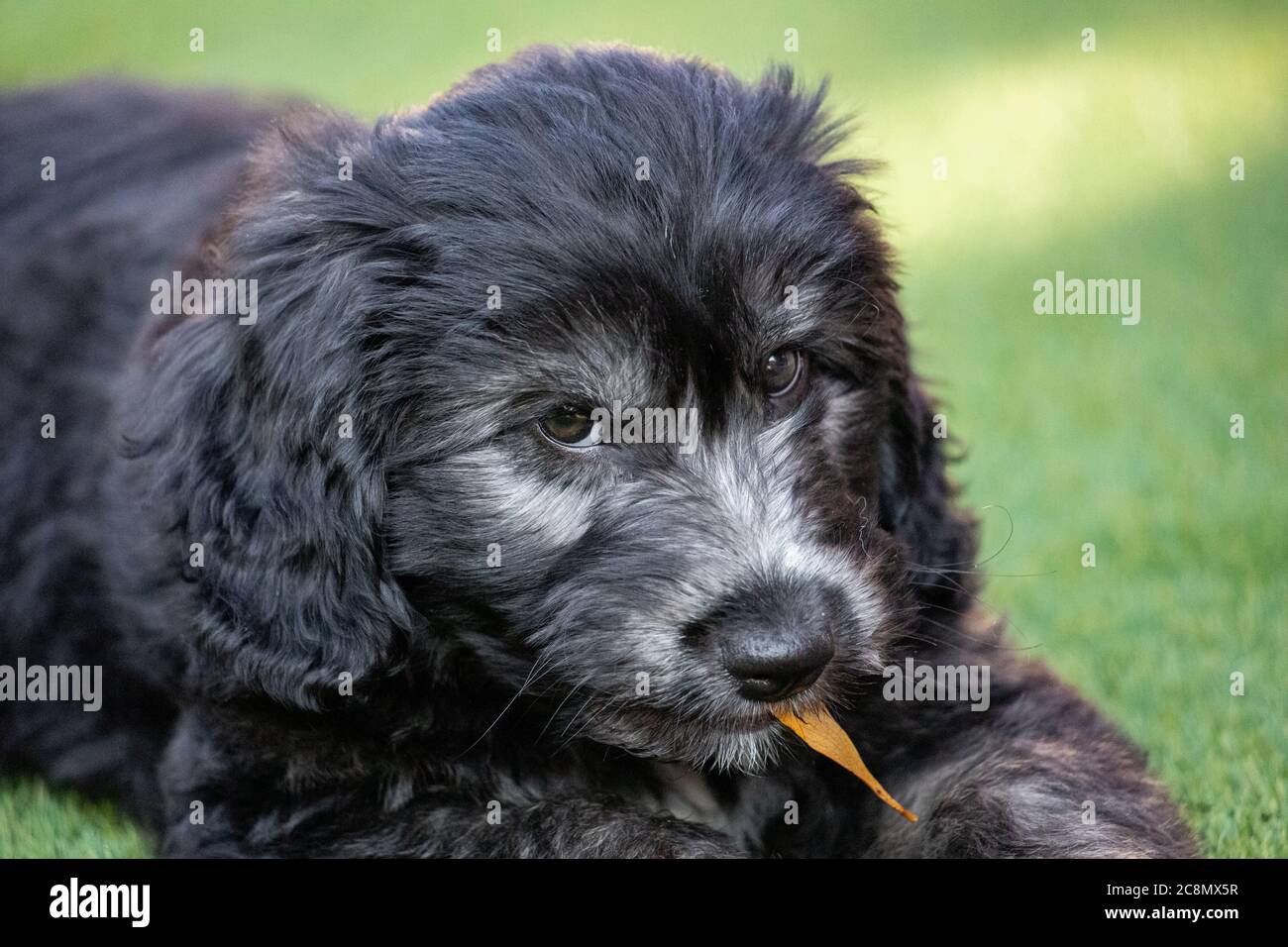 Labrador golden retriever cross immagini e fotografie stock ad alta ...