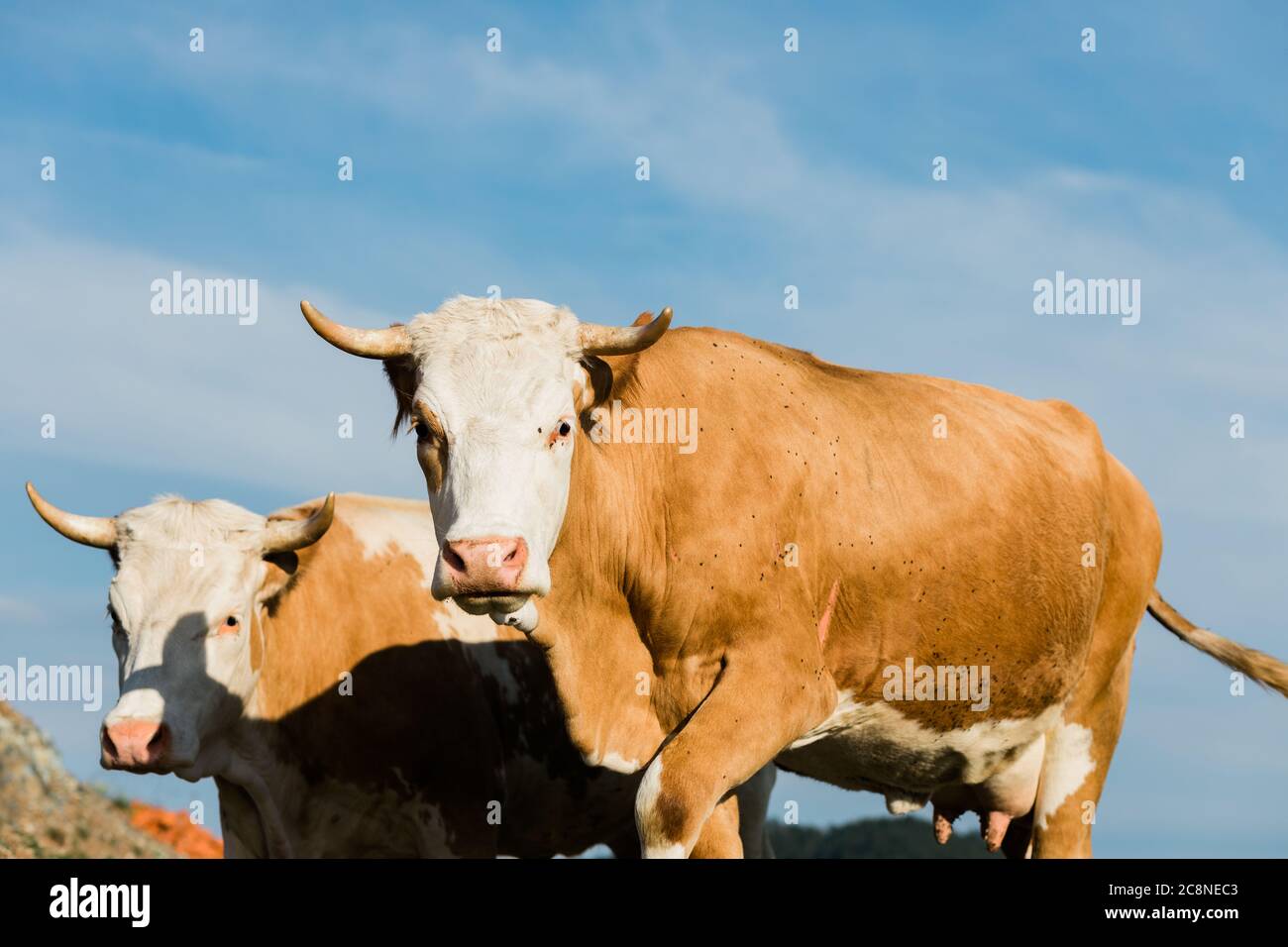 Simpatiche mucche primaverili immagini e fotografie stock ad alta ...