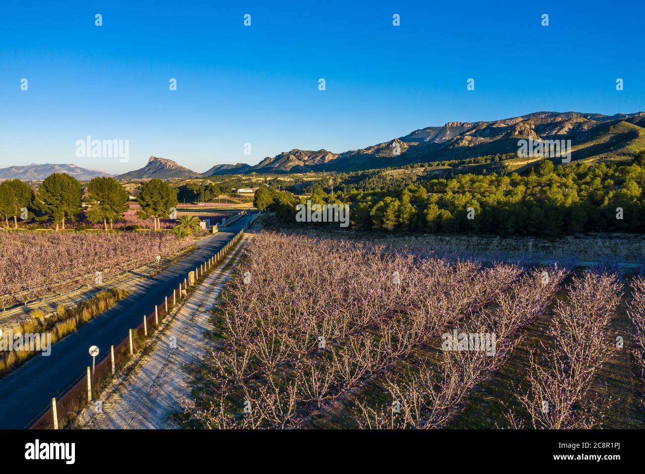 Fiore di pesca a Cieza la Torre. Fotografia di una fioritura di peschi ...