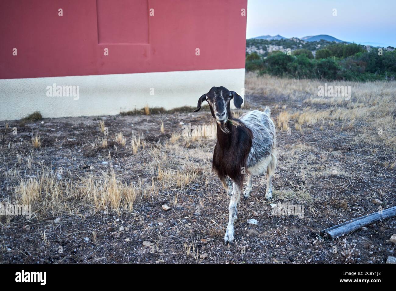 Capra sardegna immagini e fotografie stock ad alta risoluzione - Alamy