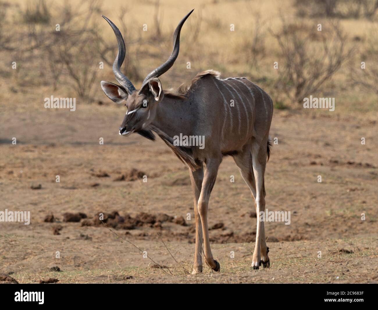 Corna contorte immagini e fotografie stock ad alta risoluzione - Alamy