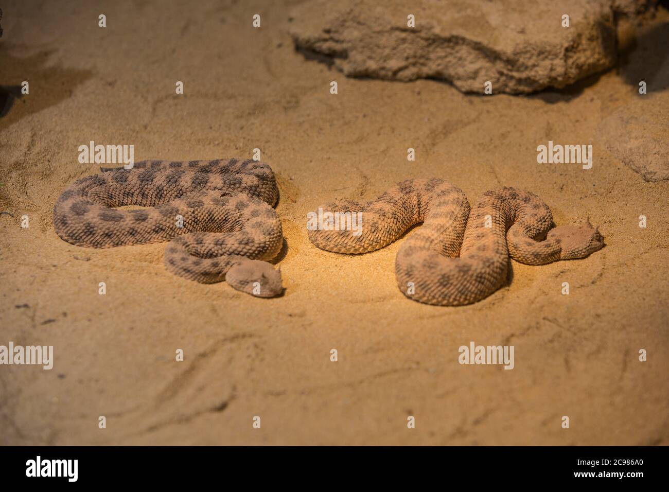 Stella di mare serpente immagini e fotografie stock ad alta risoluzione ...