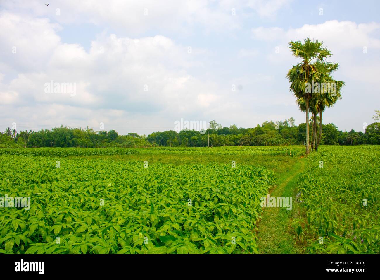 Foglie fresche di pianta di iuta. Coltivazione della iuta in Bangladesh ...