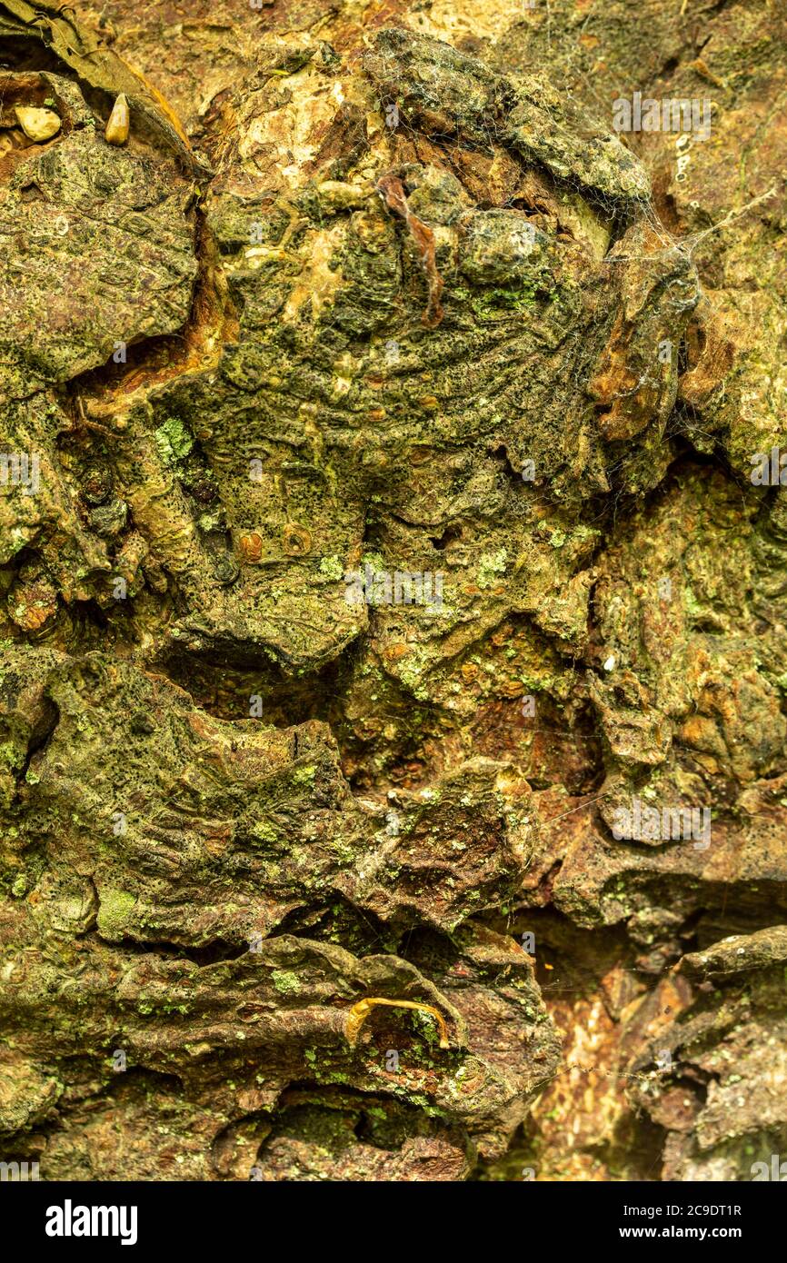 Modelli e texture in primo piano in corteccia di alberi, modelli in ...