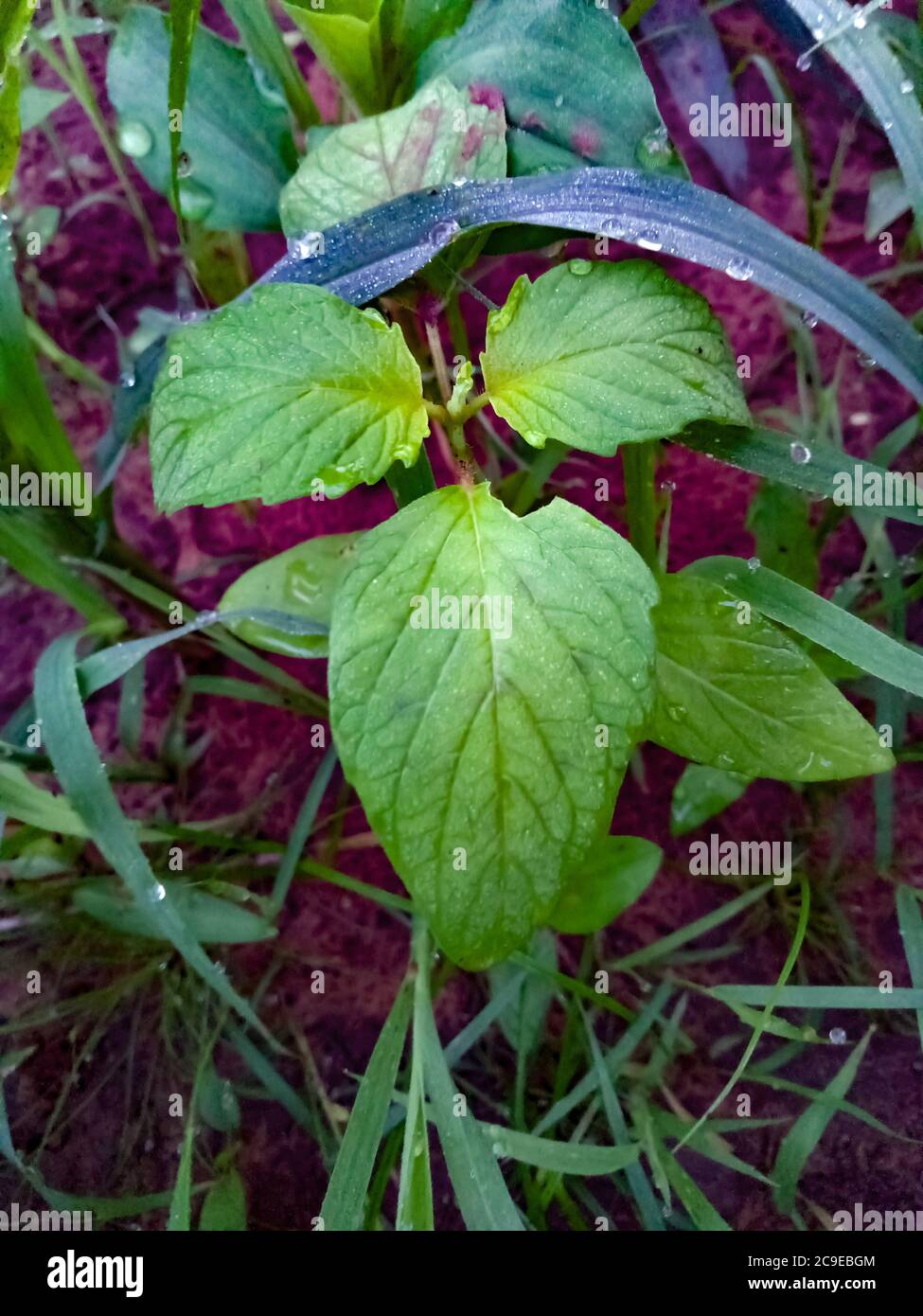 Immagini di pianta verde rajasthan immagini e fotografie stock ad alta ...