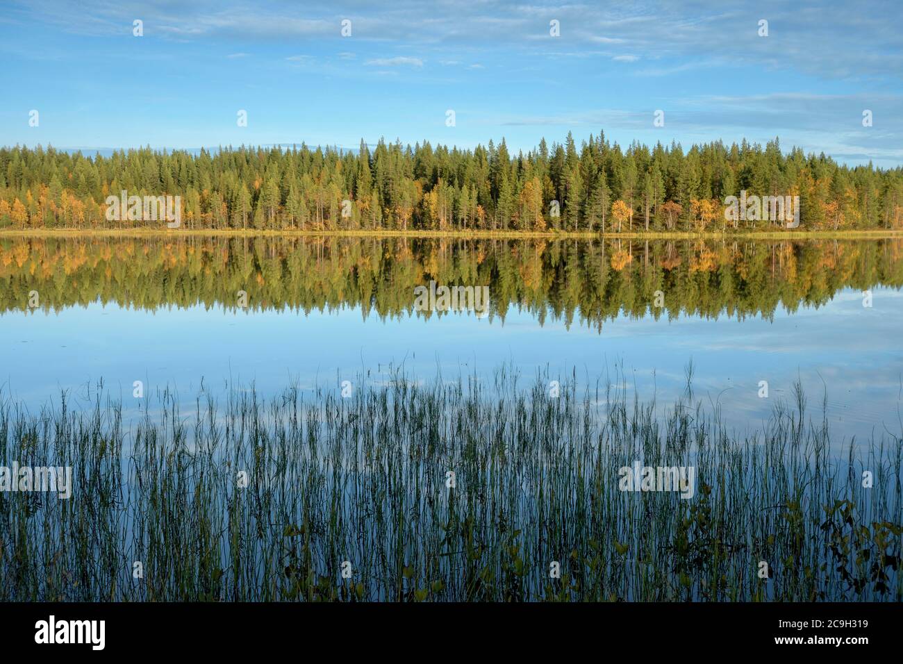 Foresta nordica autunnale riflessa nel lago immagini e fotografie stock ...