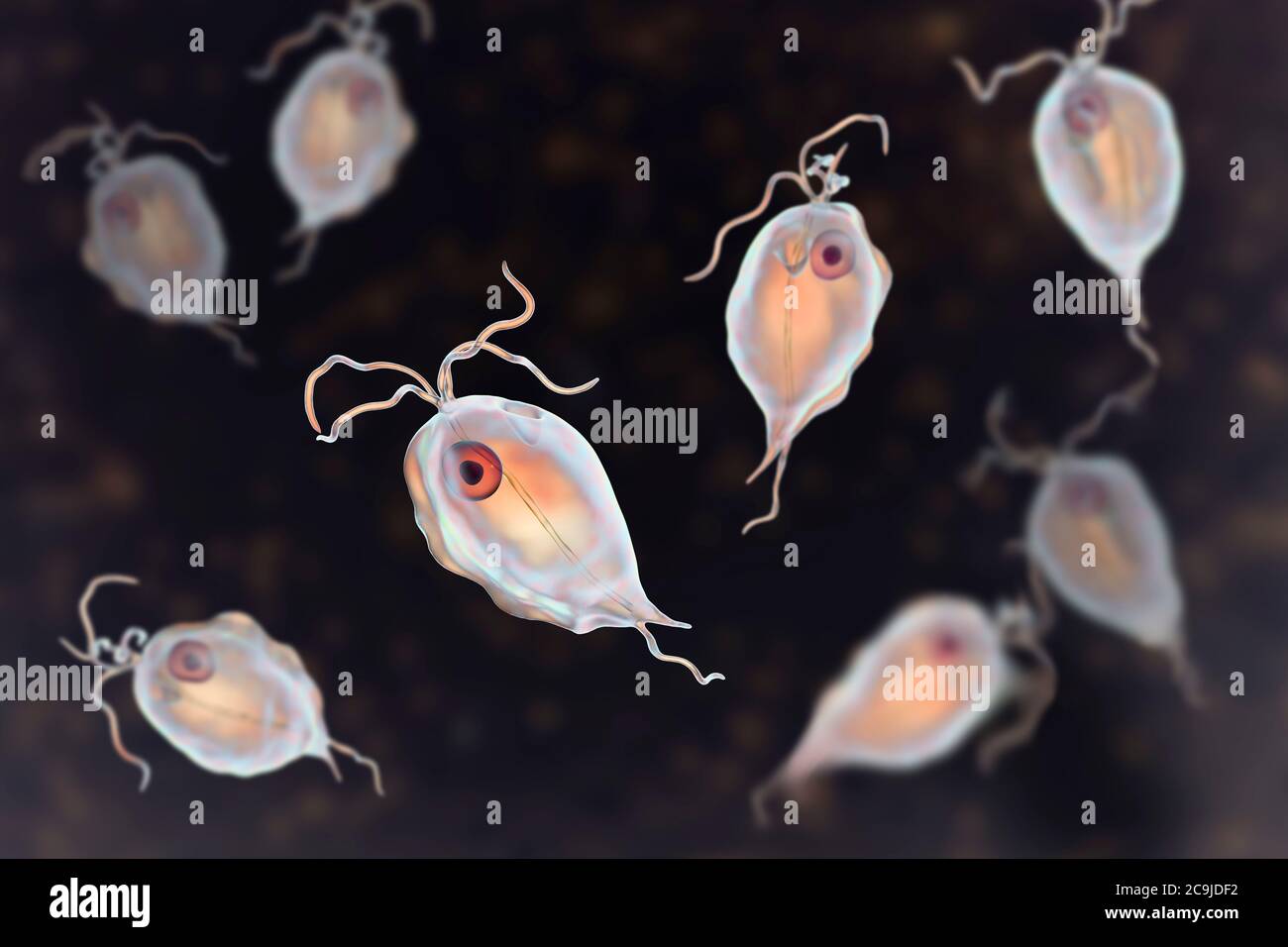 Pentatrichomonas hominis immagini e fotografie stock ad alta ...