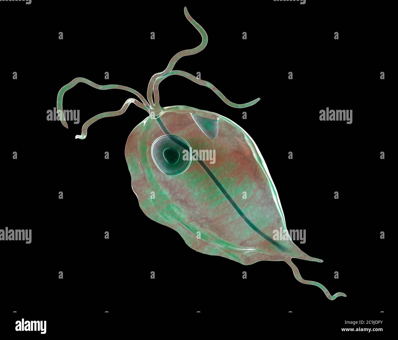 Pentatrichomonas hominis immagini e fotografie stock ad alta ...