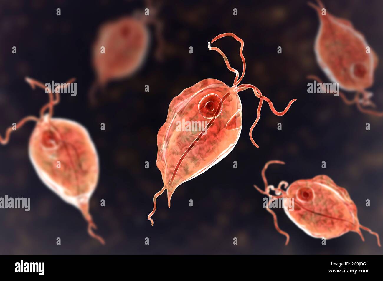 Pentatrichomonas hominis immagini e fotografie stock ad alta ...