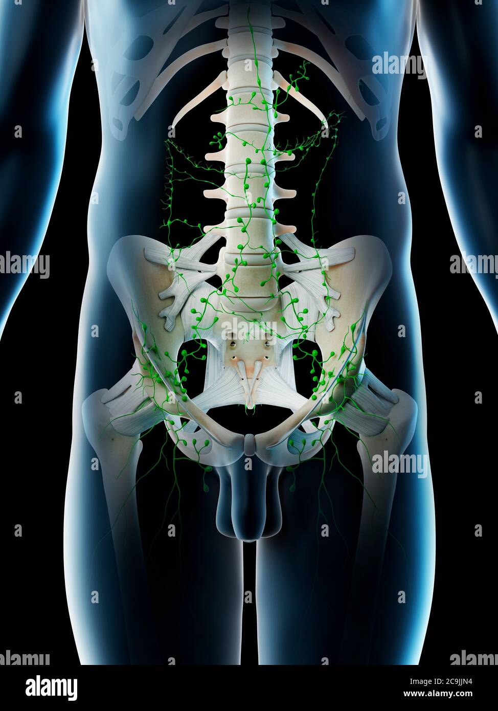 Sistema linfatico addominale immagini e fotografie stock ad alta ...