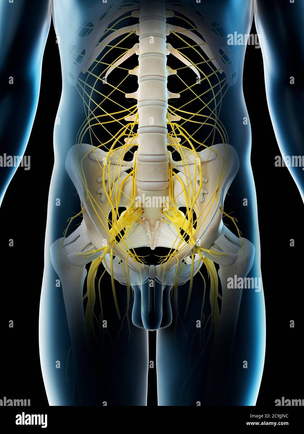 Nervi del bacino maschile immagini e fotografie stock ad alta ...