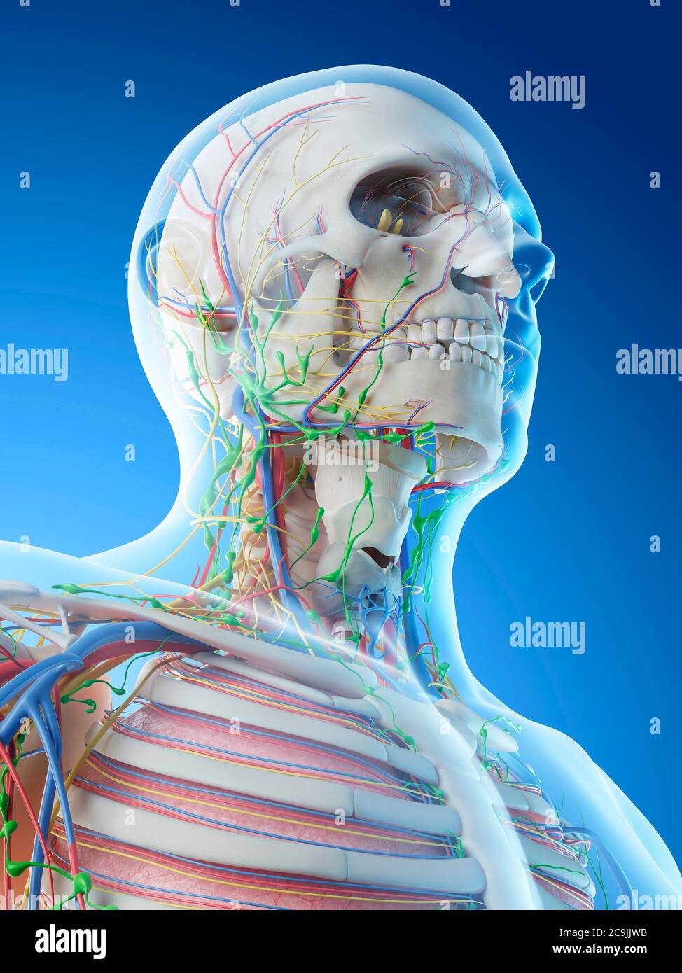 Anatomia del collo immagini e fotografie stock ad alta risoluzione ...