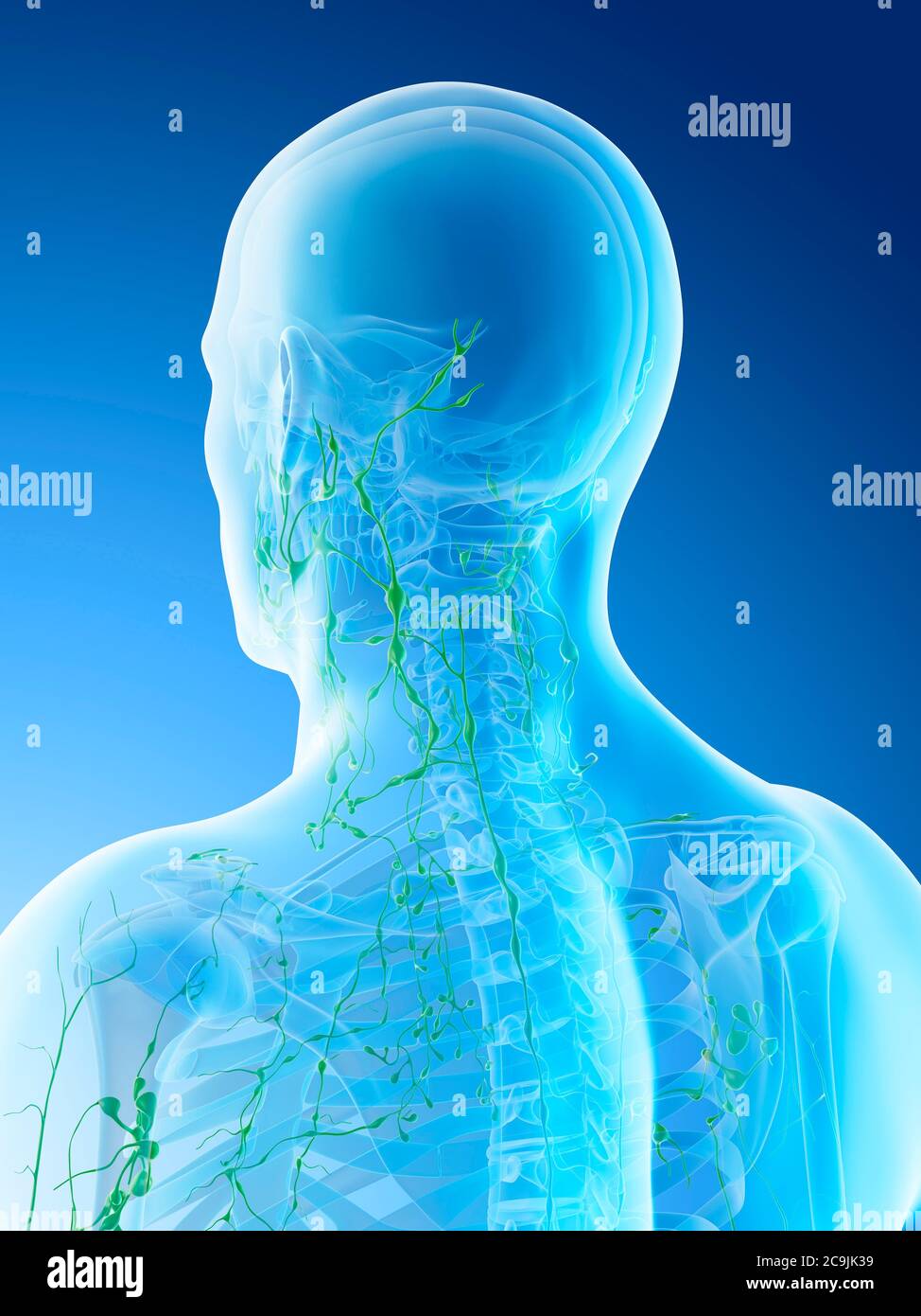 Linfonodi Del Collo Immagini e Fotos Stock - Alamy