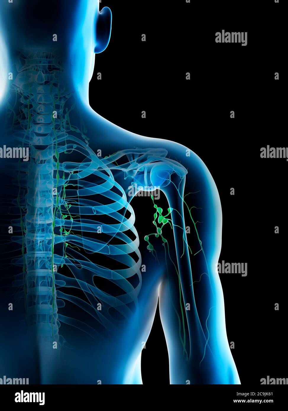 Linfonodi clavicola immagini e fotografie stock ad alta risoluzione - Alamy