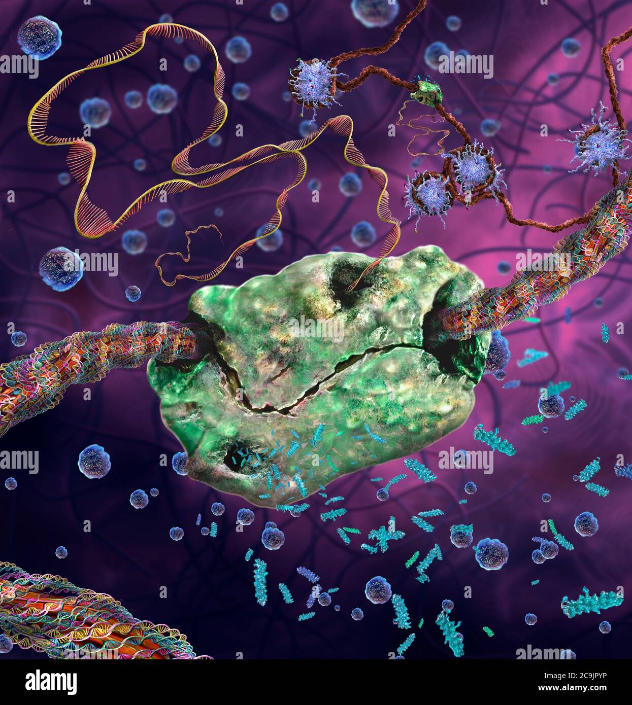 Illustrazione di RNA (acido ribonucleico) polimerasi che trascrive DNA ...