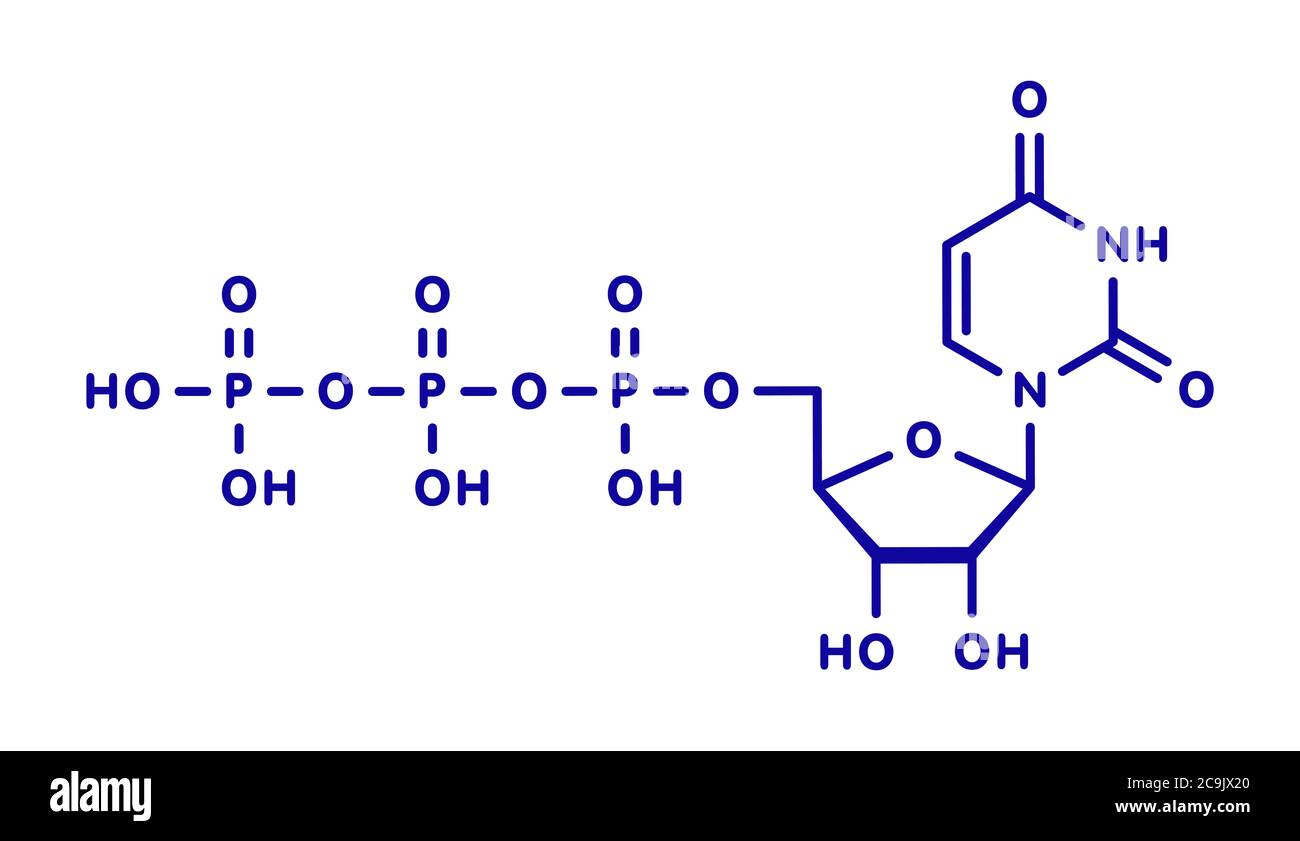 Uridina trifosfato utp immagini e fotografie stock ad alta risoluzione ...