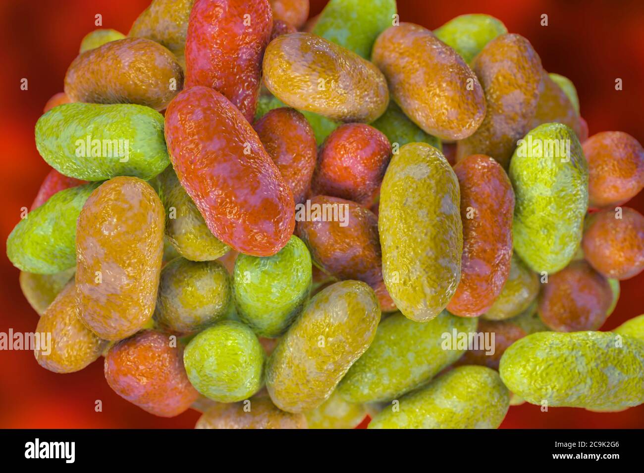 Porphyromonas gengivalis batterio orale, computer illustrazione. P ...