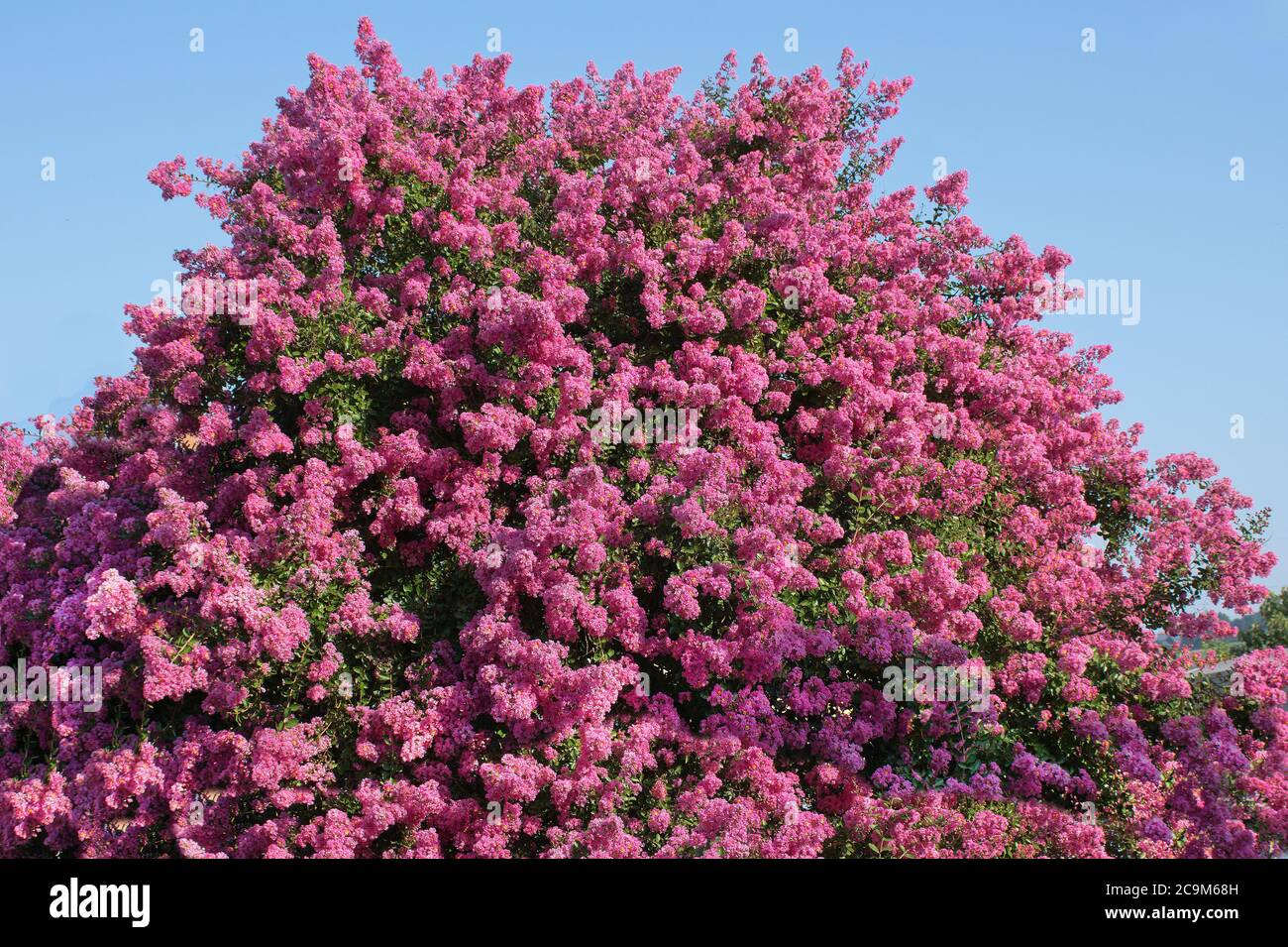 Lagerstroemia lagerstroemia indica immagini e fotografie stock ad alta ...