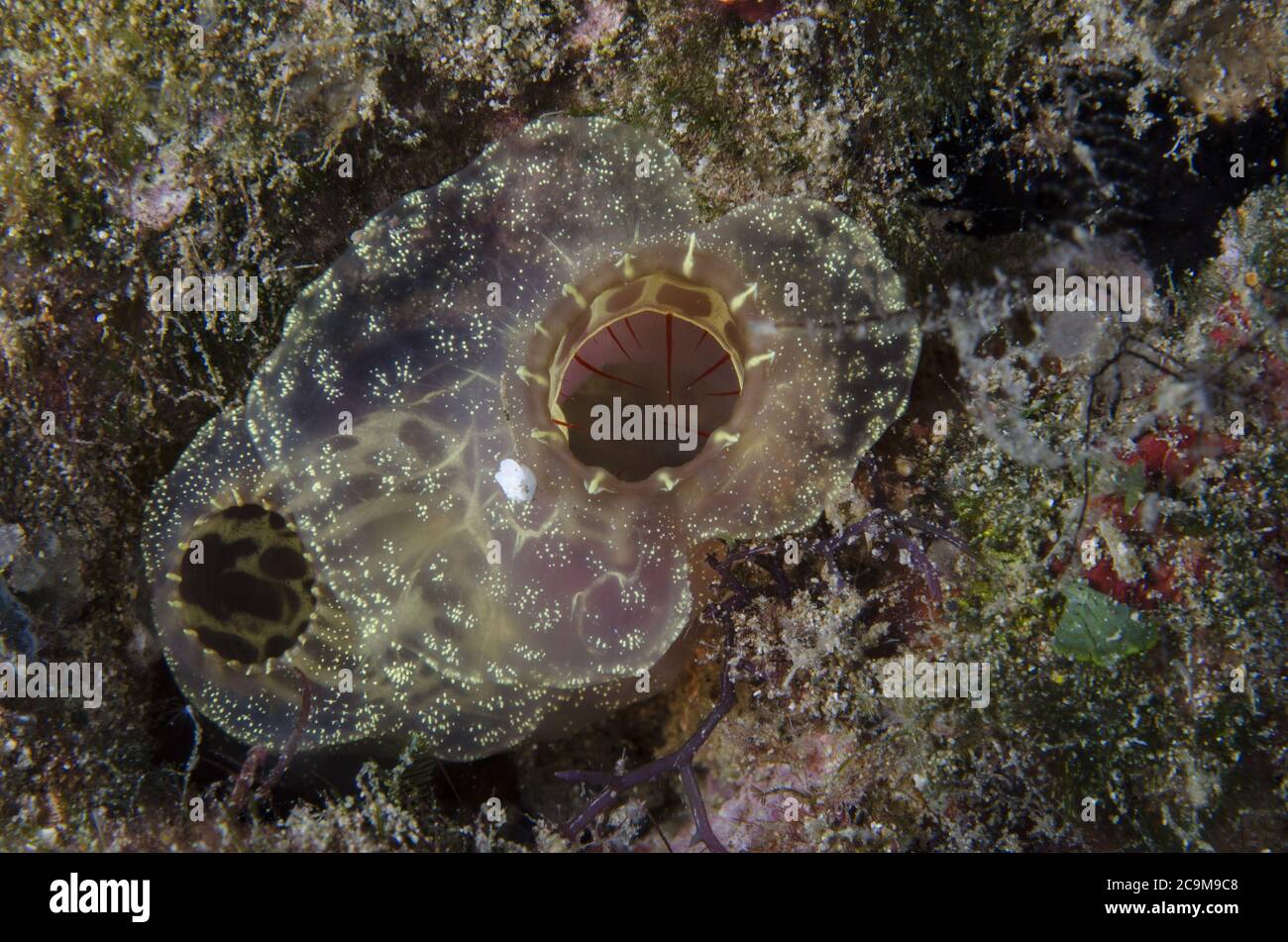 Invertebrati invertebrati invertebrati indo pacifici oceano orizzontale ...