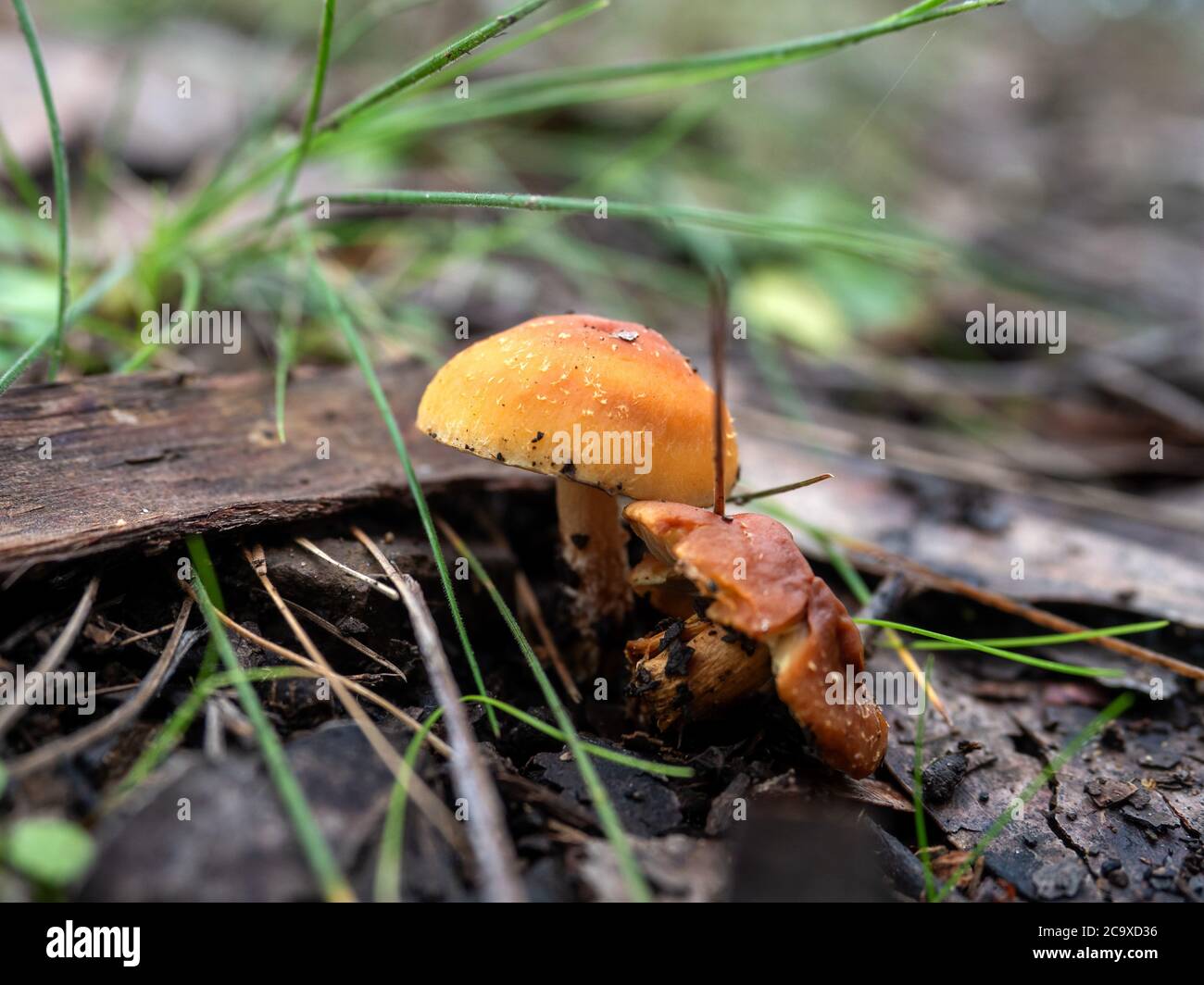 Australian fungus immagini e fotografie stock ad alta risoluzione - Alamy