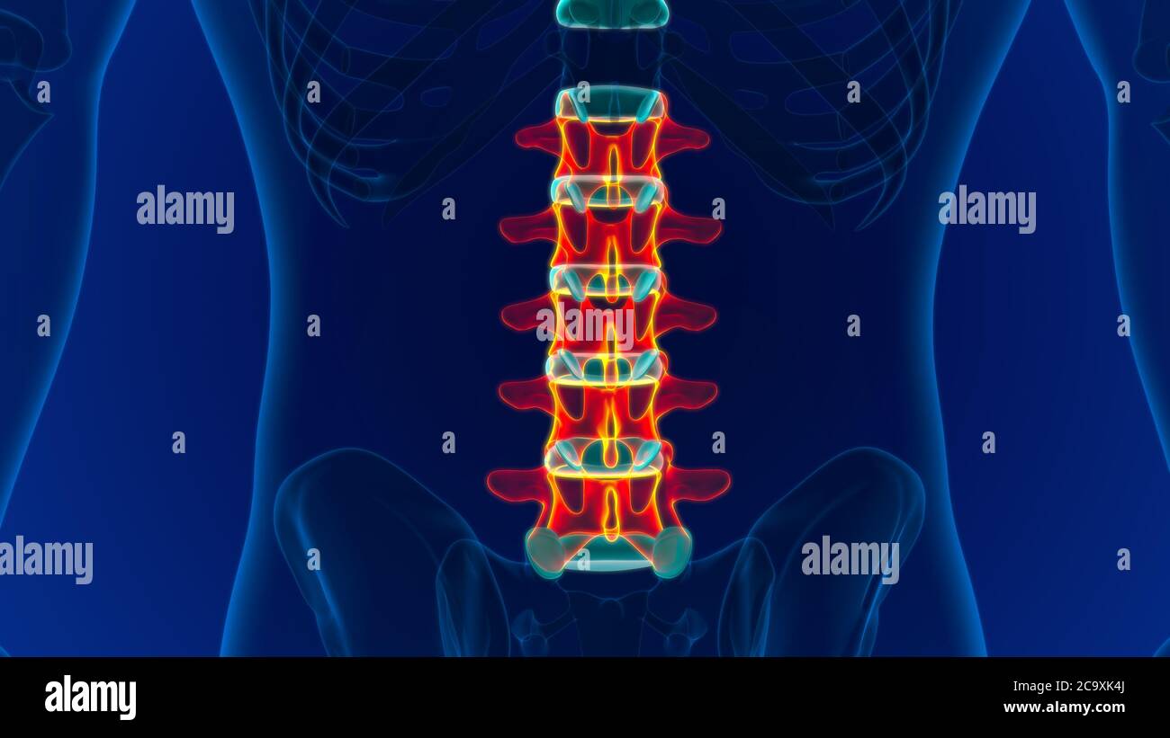 Colonna vertebrale scheletro umano vertebre lombare Anatomia 3D ...
