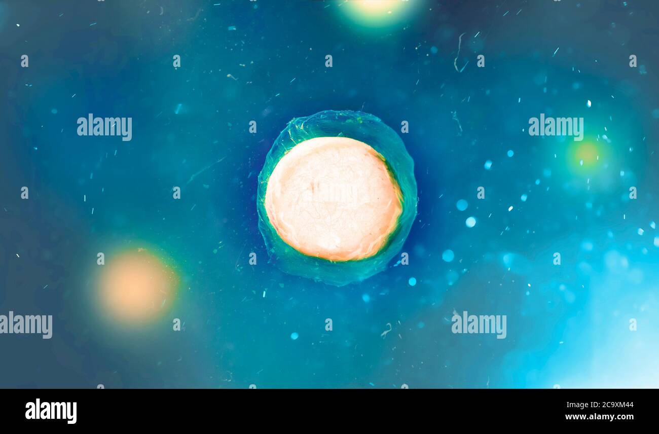 Cellula animale al microscopio immagini e fotografie stock ad alta ...