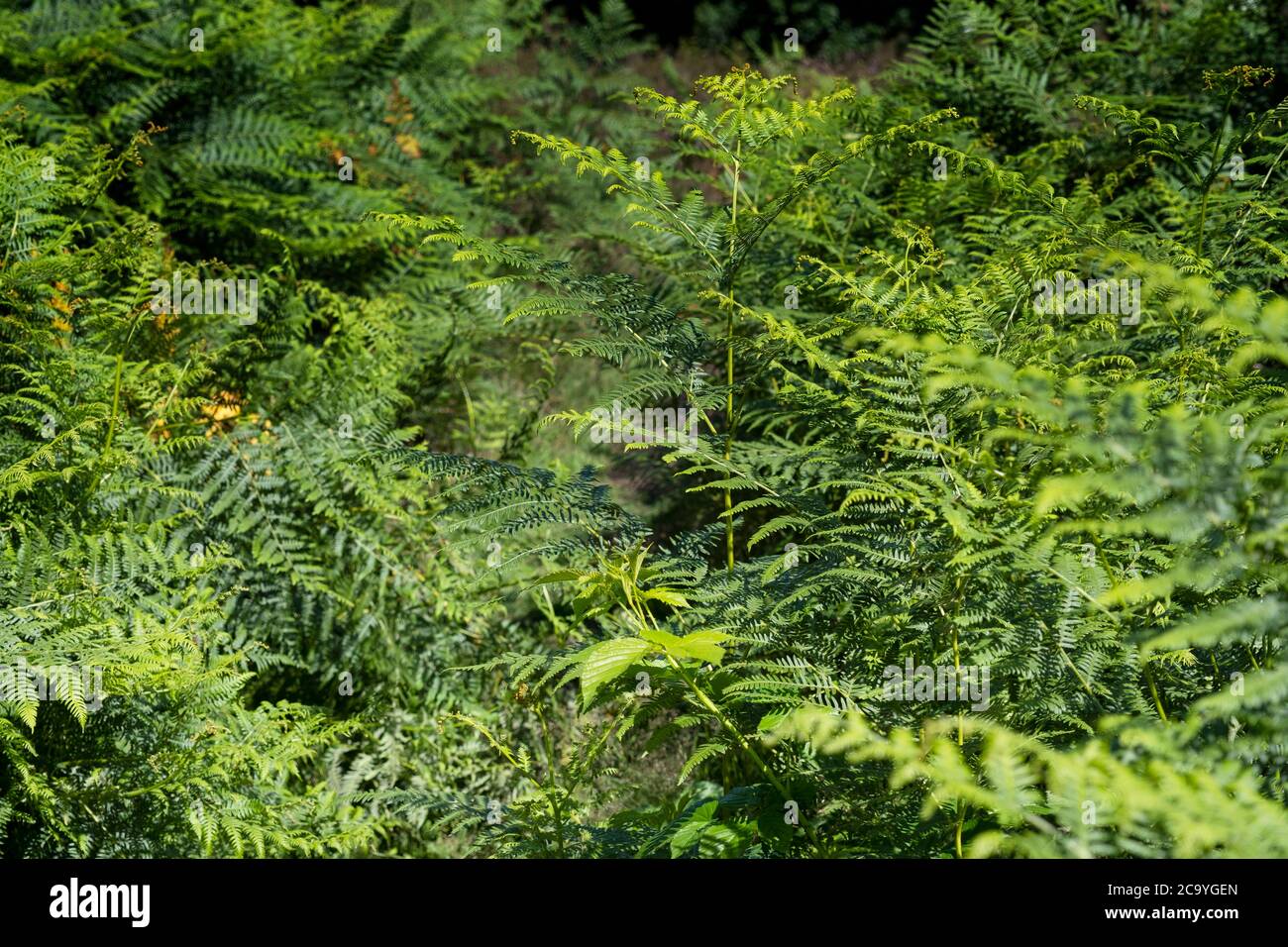 Felci colorate immagini e fotografie stock ad alta risoluzione - Alamy